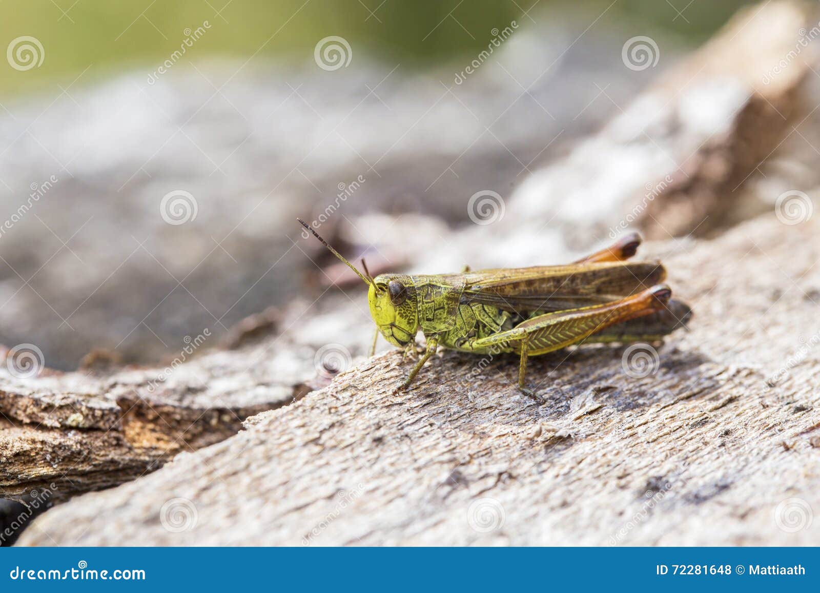 Green cricket on wood stock photo. Image of branch, wood - 72281648