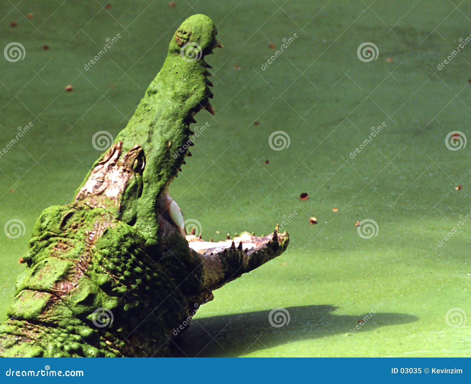 Green crocodile stock image. Image of powerful, reptile, large - 3035