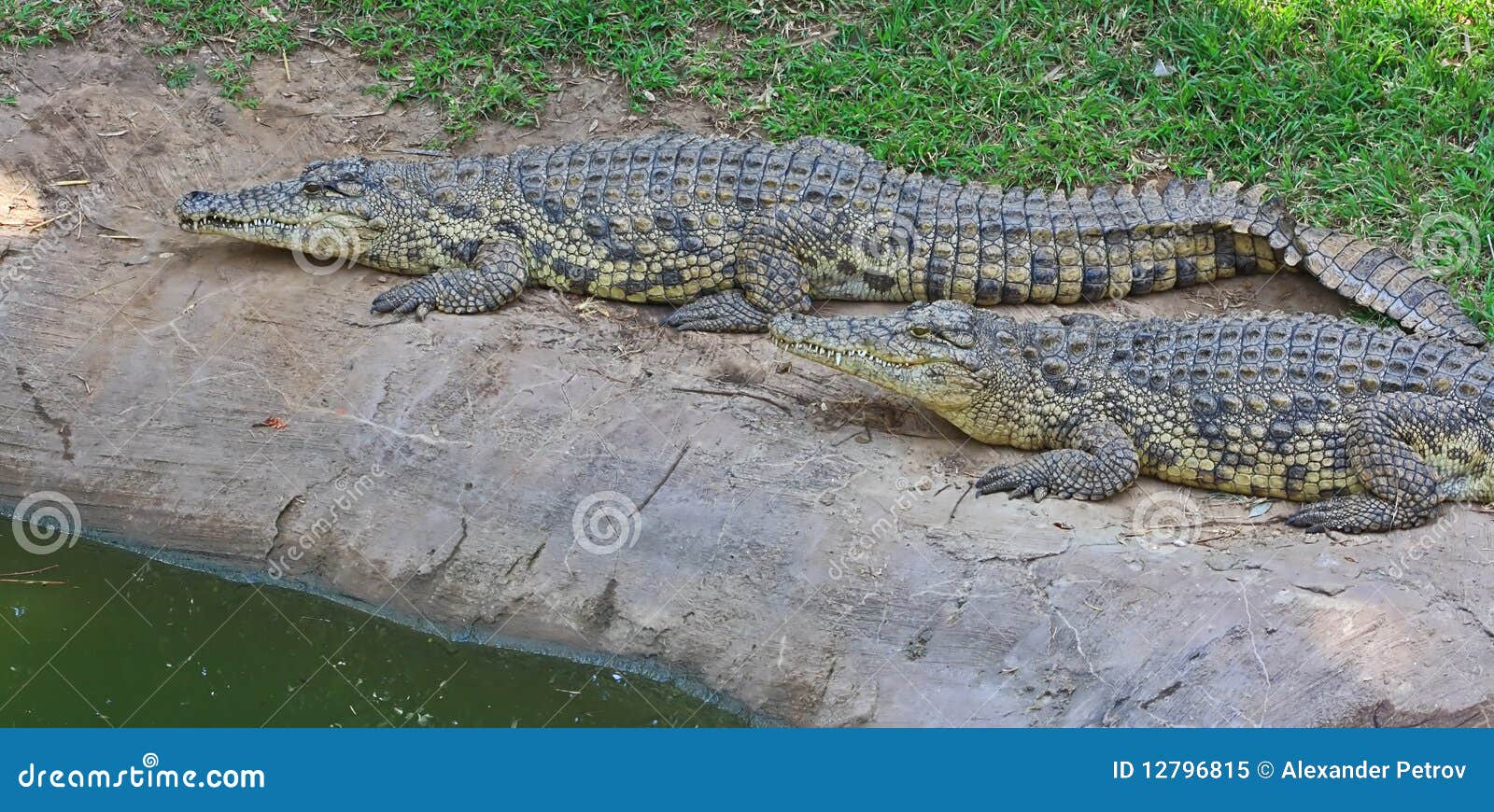 Green Crocodile Royalty Free Stock Photo - Image: 12796815
