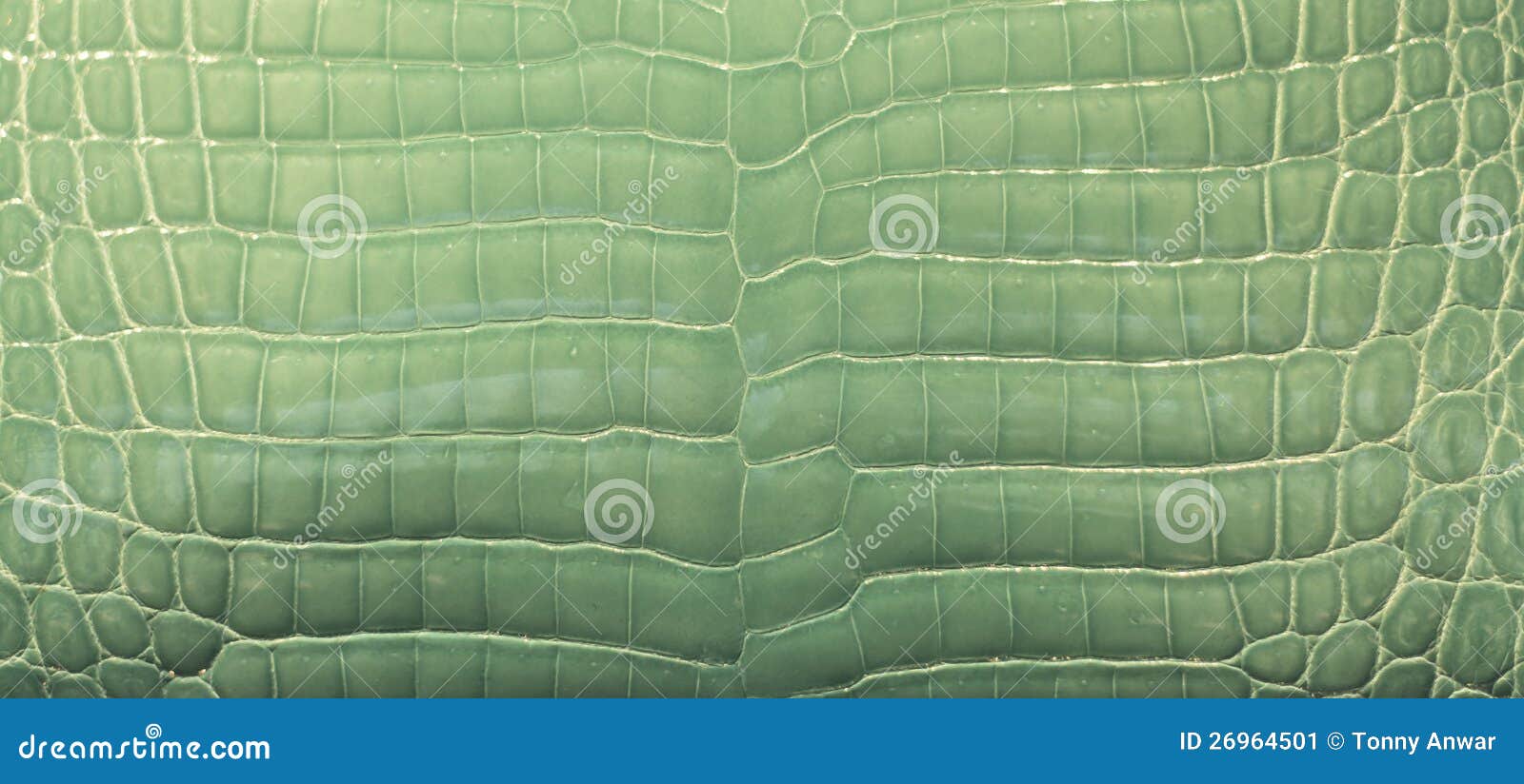 Green Crocodile Skin stock image. Image of luxury, reptile - 26964501