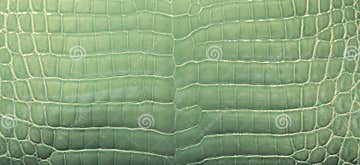 Green Crocodile Skin stock image. Image of luxury, reptile - 26964501