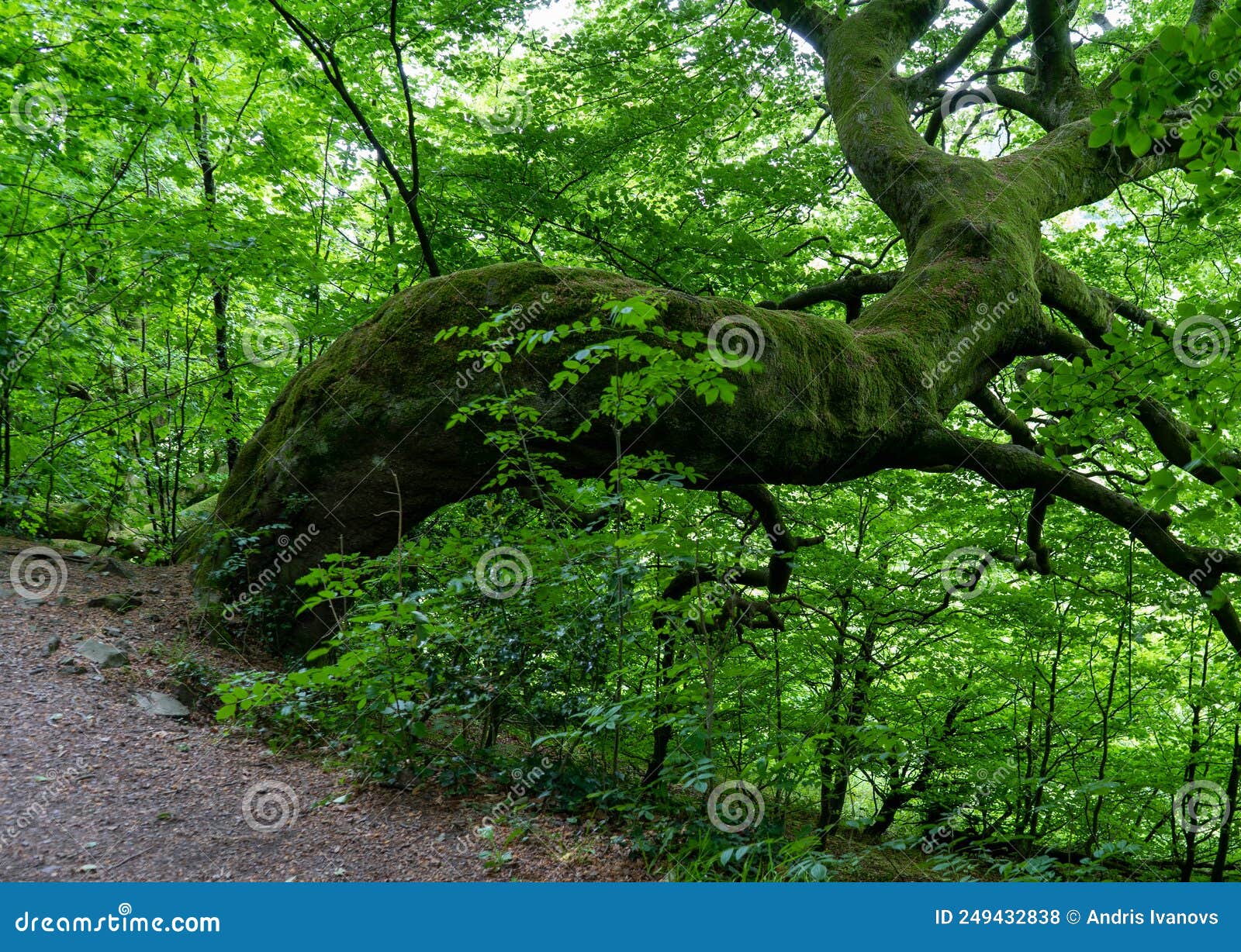 Green crooked tree stock photo. Image of croocked, branch - 249432838