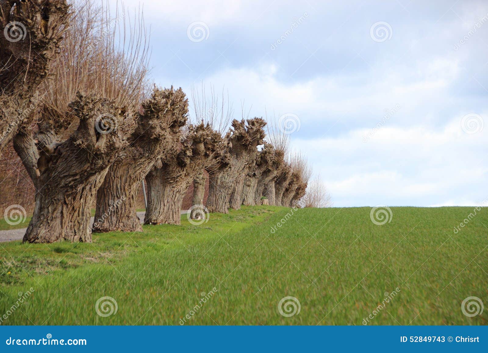 Green Crop Field with Line of Old Willow Trees Stock Image - Image of ...