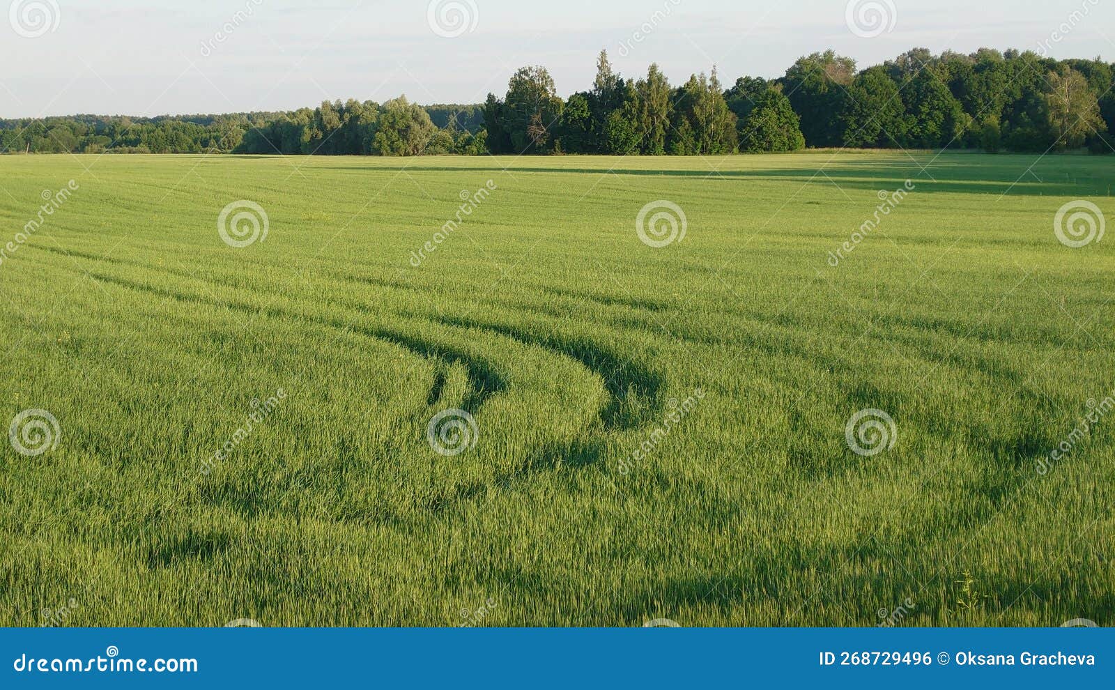 Footprints in the fields stock photo. Image of farm - 268729496