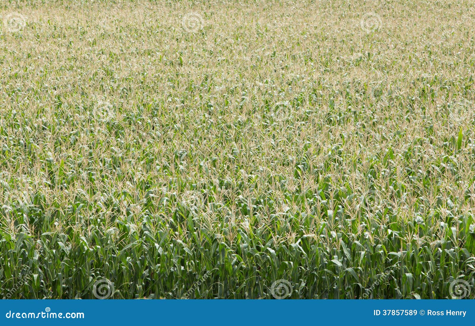 Green Crop Maze stock image. Image of rural, maze, farm - 37857589