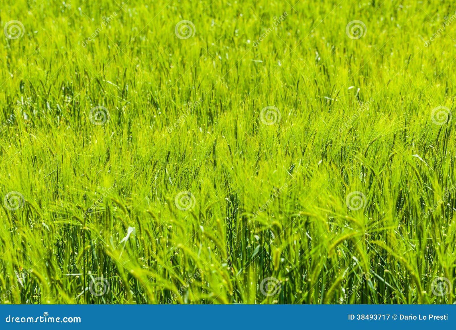 Green crop stock image. Image of corn, bright, farming - 38493717