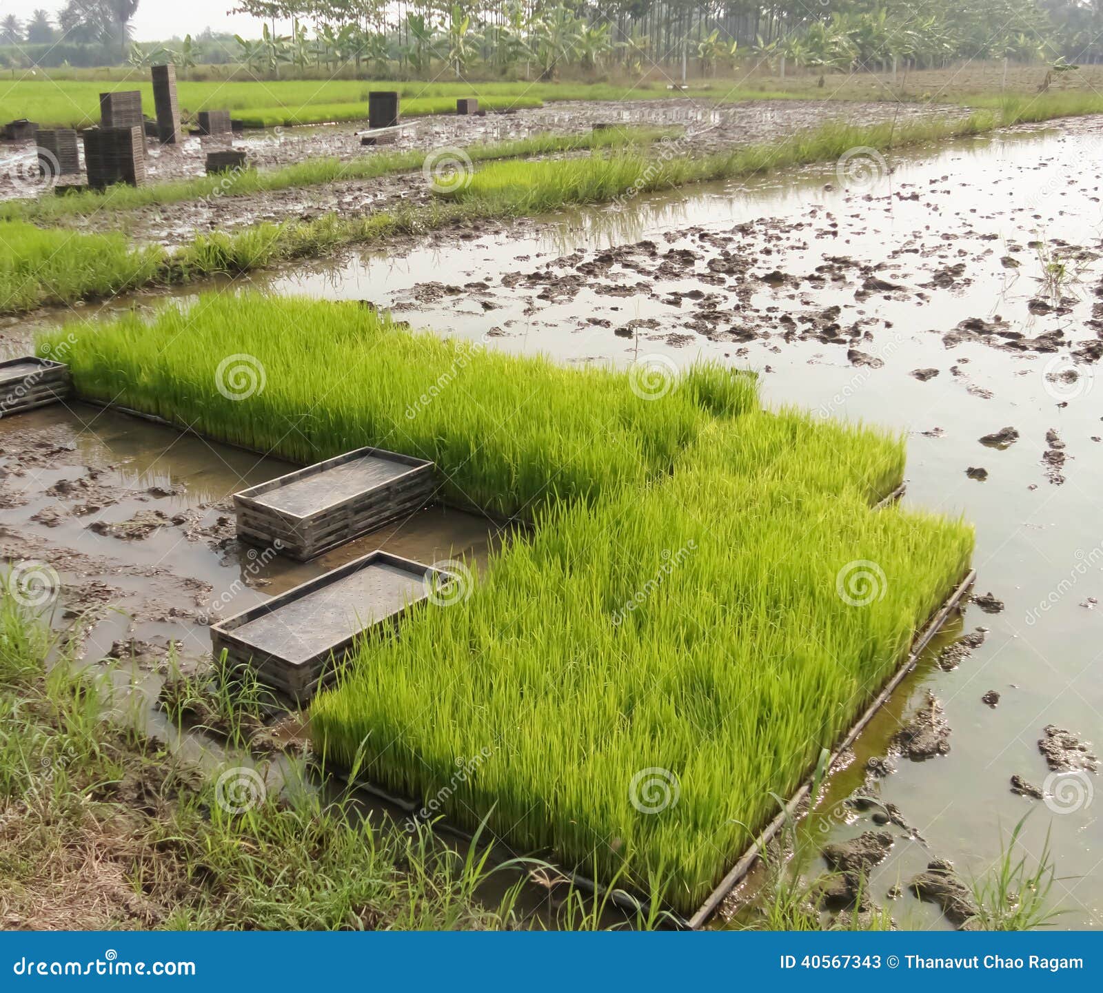 Green crops stock image. Image of meadow, farming, crops - 40567343