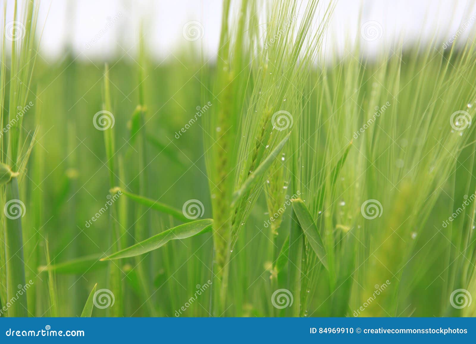 Green Crops With Dew Drops Picture. Image: 84969910
