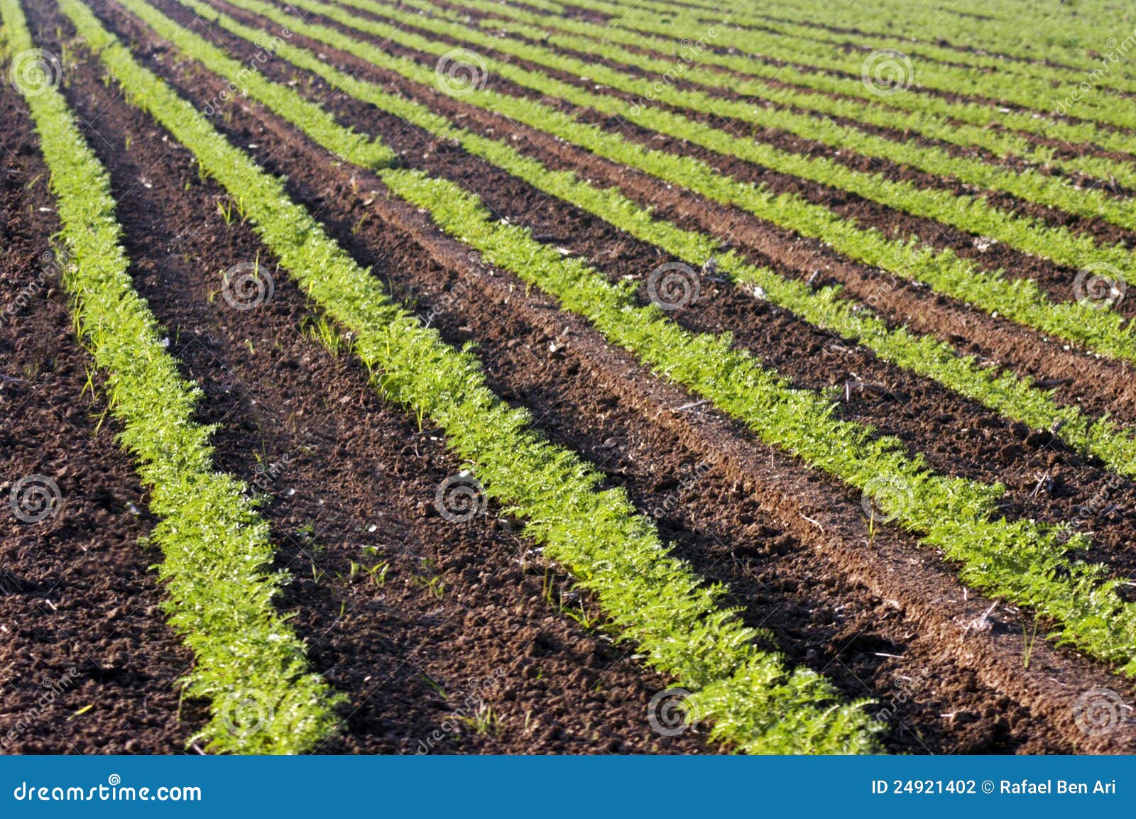 Green Crops in a Field stock photo. Image of fresh, plantations - 24921402