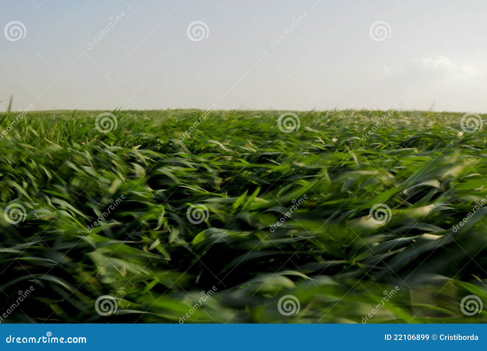 Green Crops Field Blown by Wind Stock Image - Image of food, blown ...