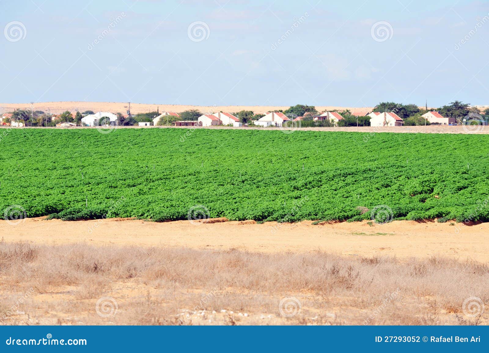 Green Crops in the Negev Desert Israel Stock Photo - Image of negev ...