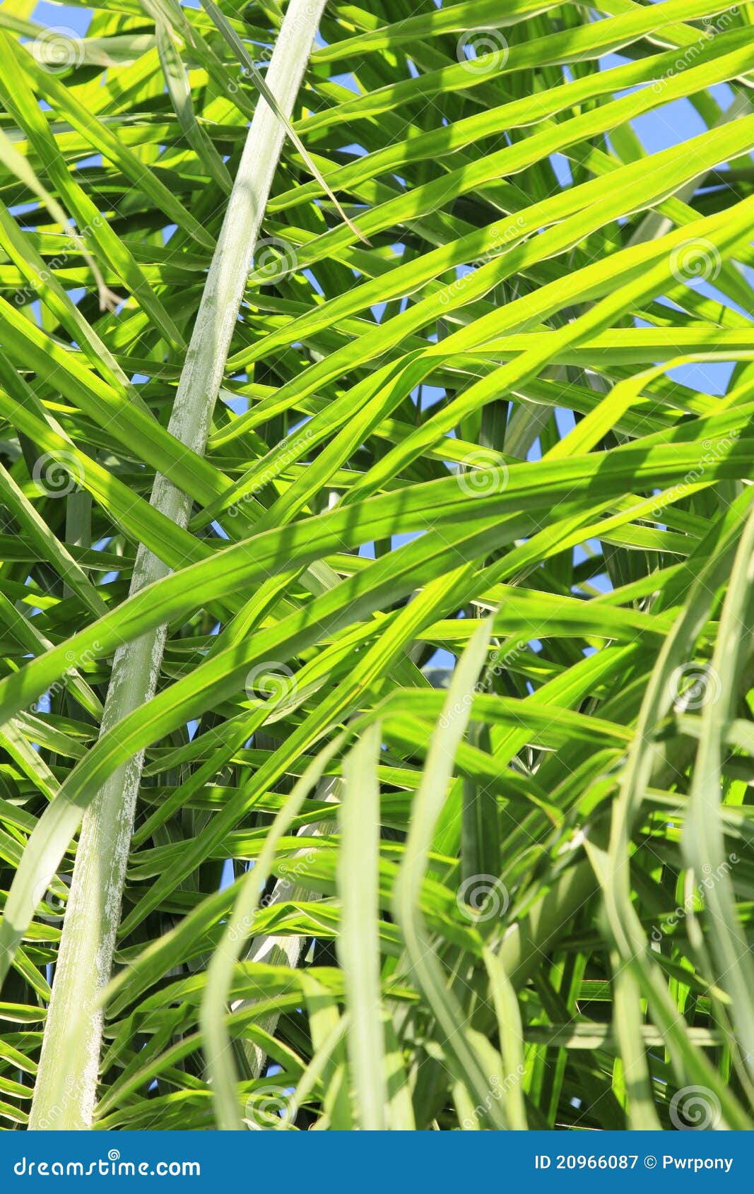 Green Crosshatch stock image. Image of verdant, green - 20966087