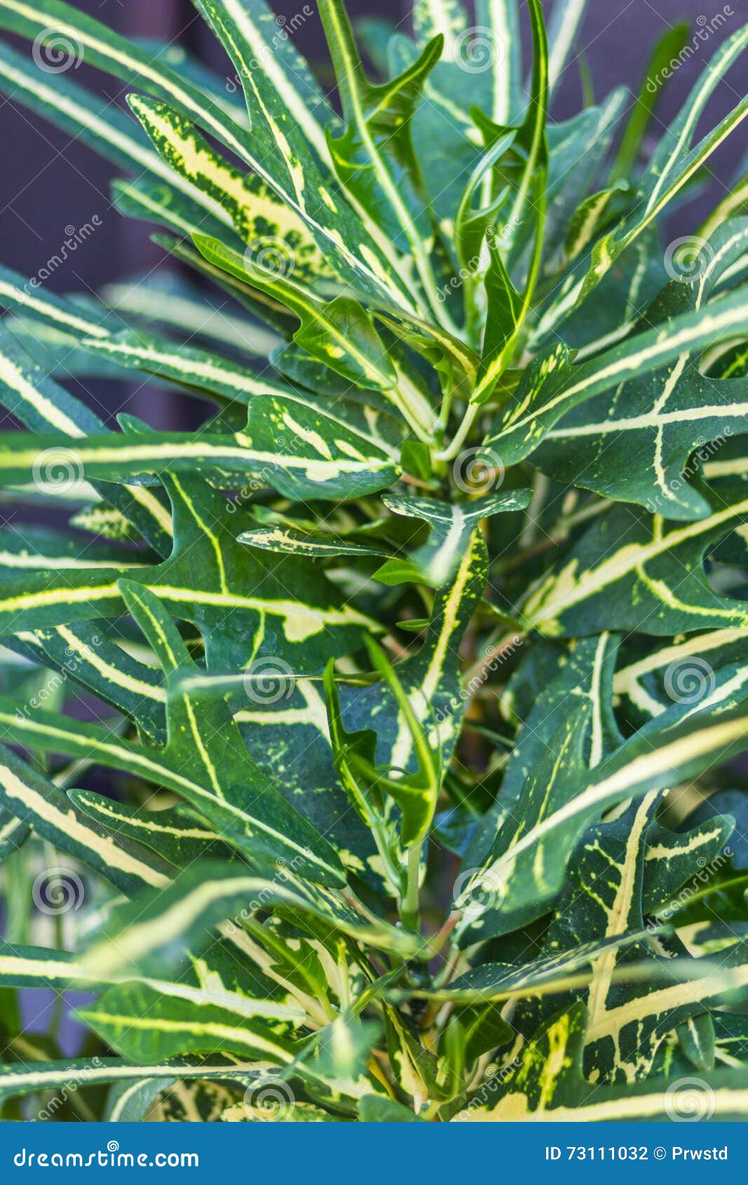 Green croton s leaves stock photo. Image of tree, purple - 73111032