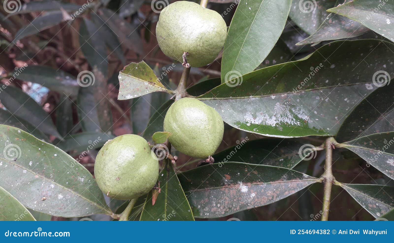 Green Crown& X27;s God with Green Leaves Stock Photo - Image of nature ...
