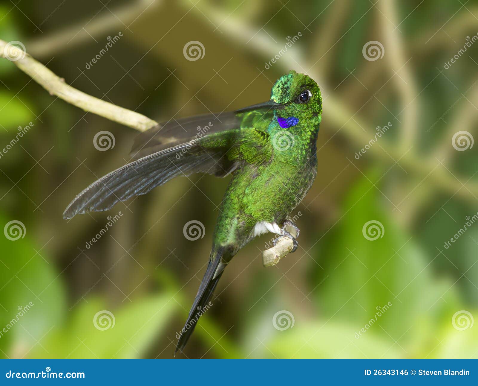 Green-crowned Violetear Hummingbird Stock Photo - Image of bird, cloud ...