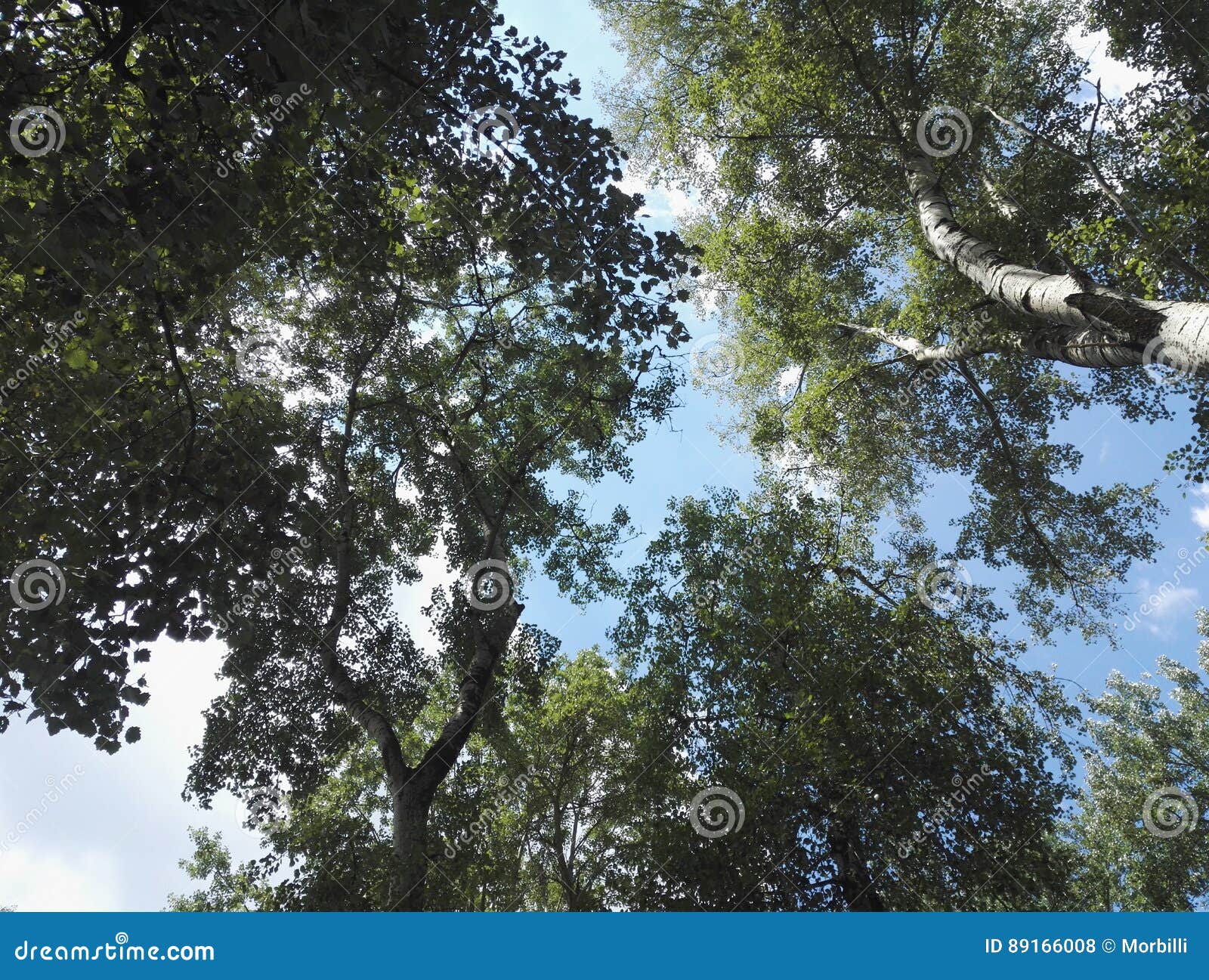 Green crumbs of tree stock photo. Image of upside, blue - 89166008