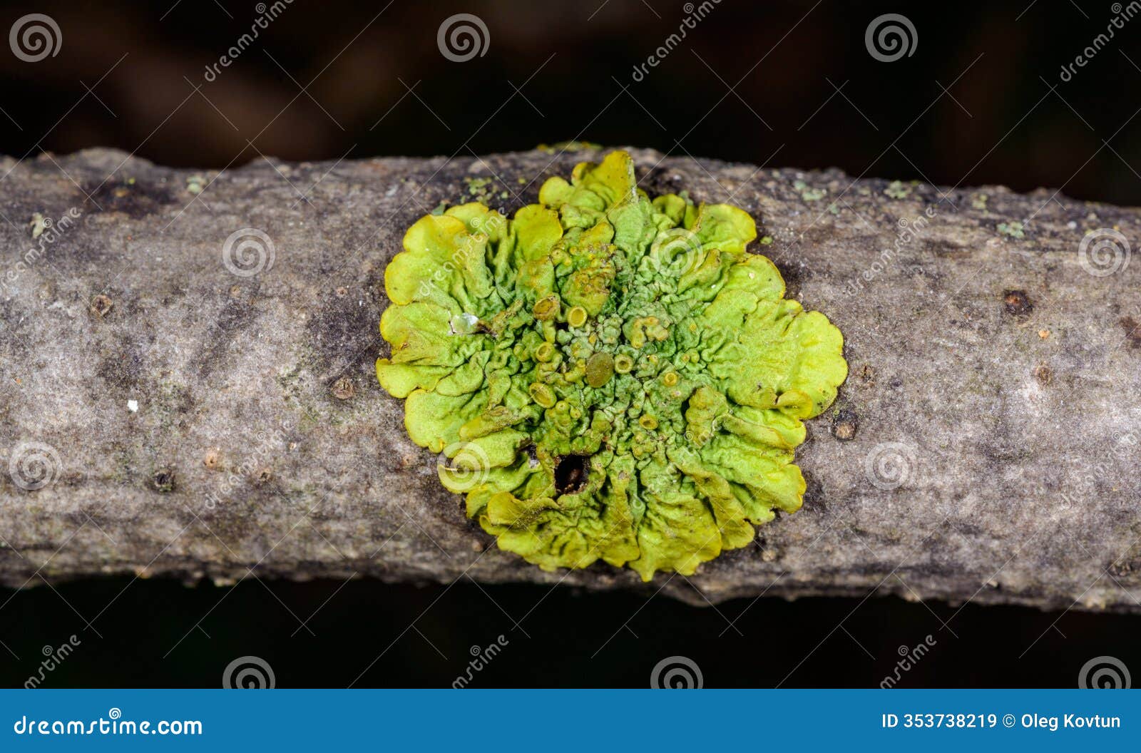 Green Crustose Lichens on Old Tree Trunk, Odessa Stock Image - Image of ...