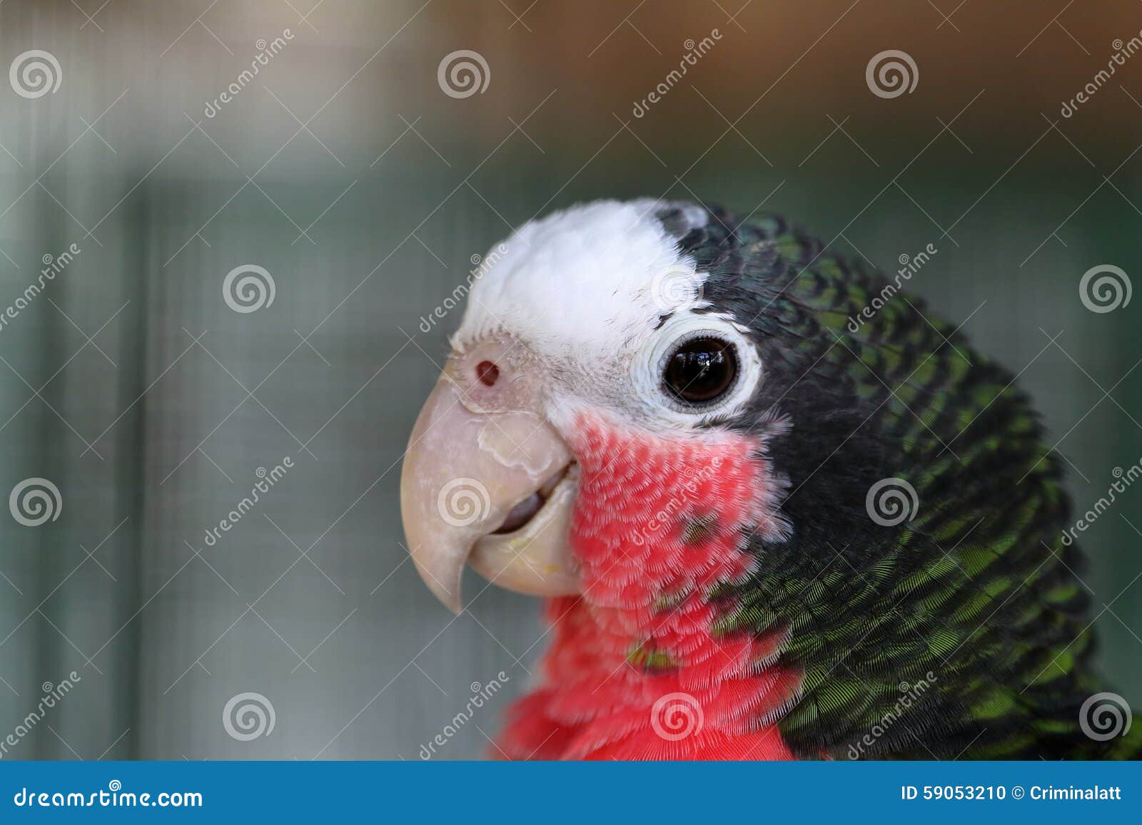 Cuban Red Macaw Extinct