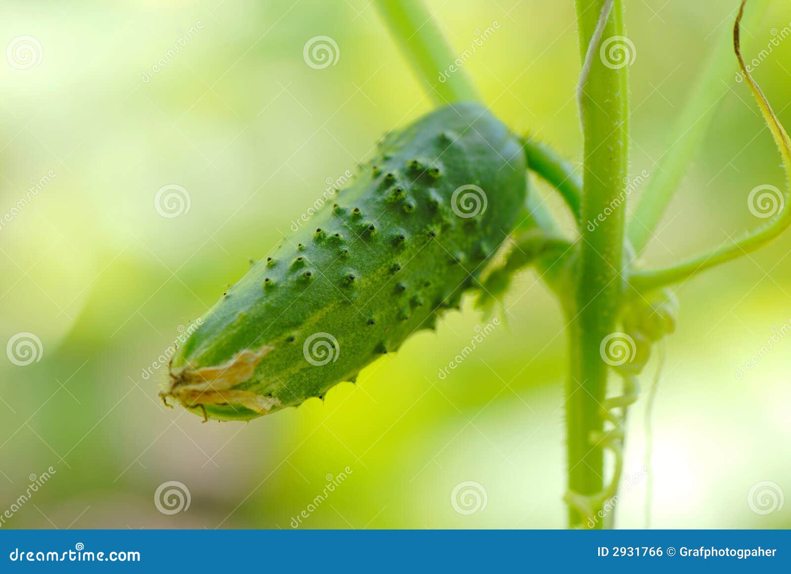 Green cucumber stock photo. Image of vegetable, bright - 2931766