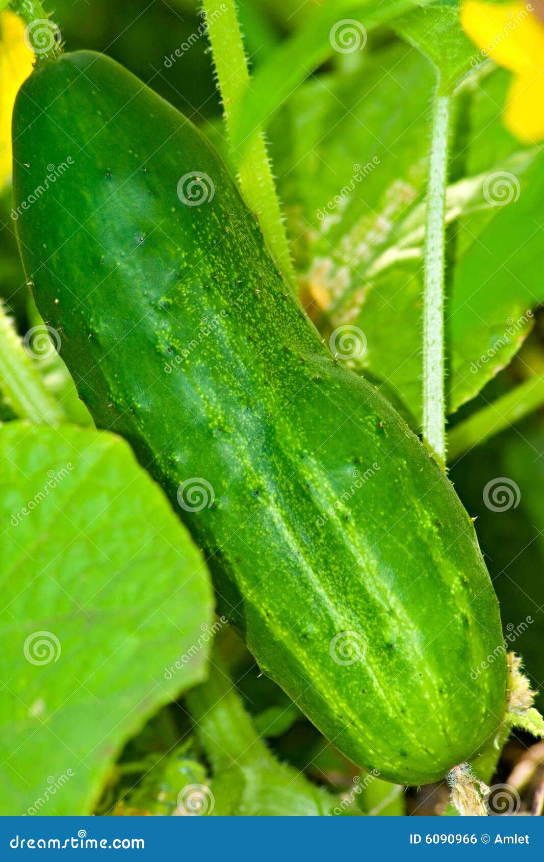 Green cucumber stock photo. Image of macro, close, plant - 6090966