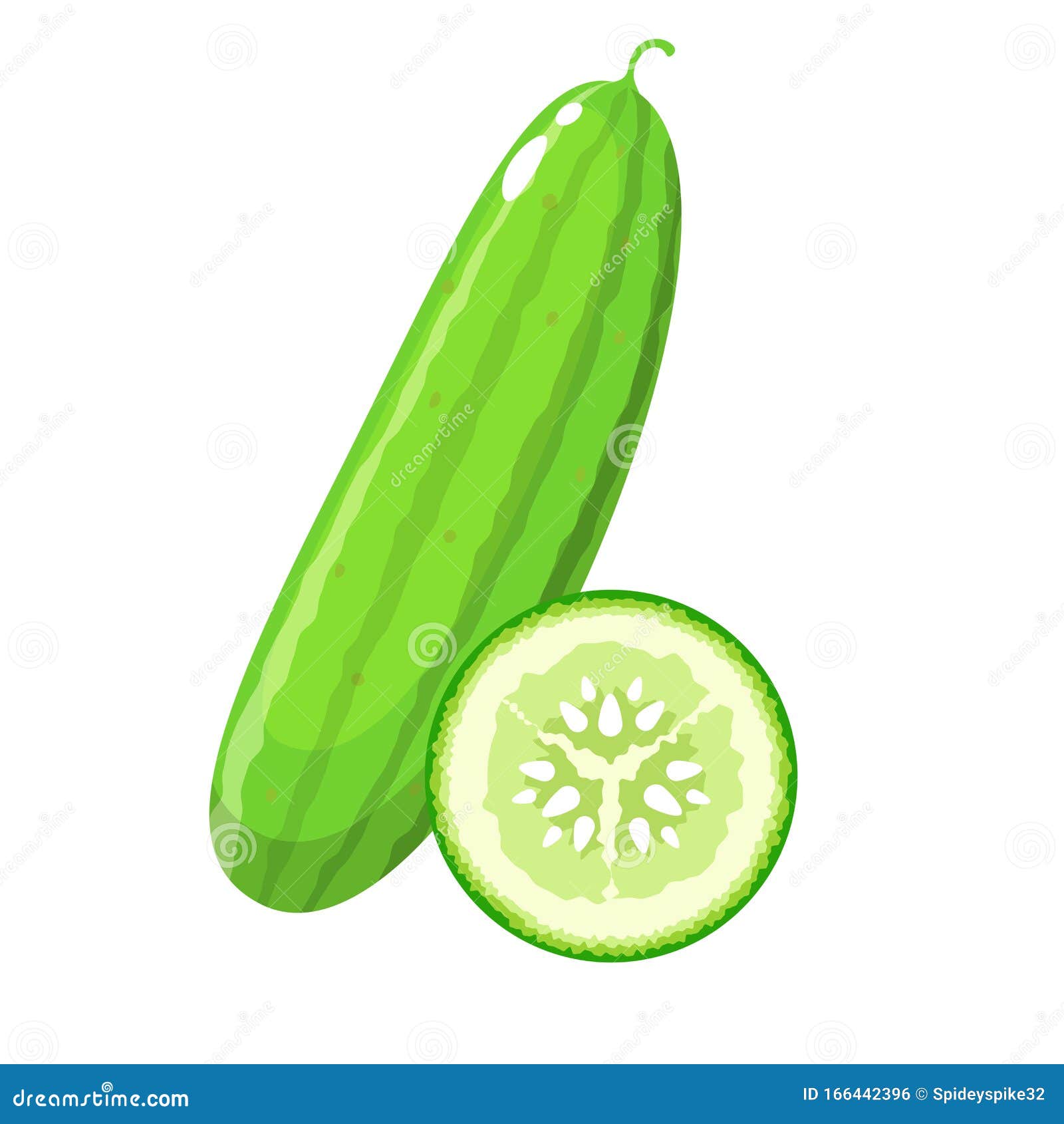 Green Cucumber Anatomy on White Background Stock Vector - Illustration ...