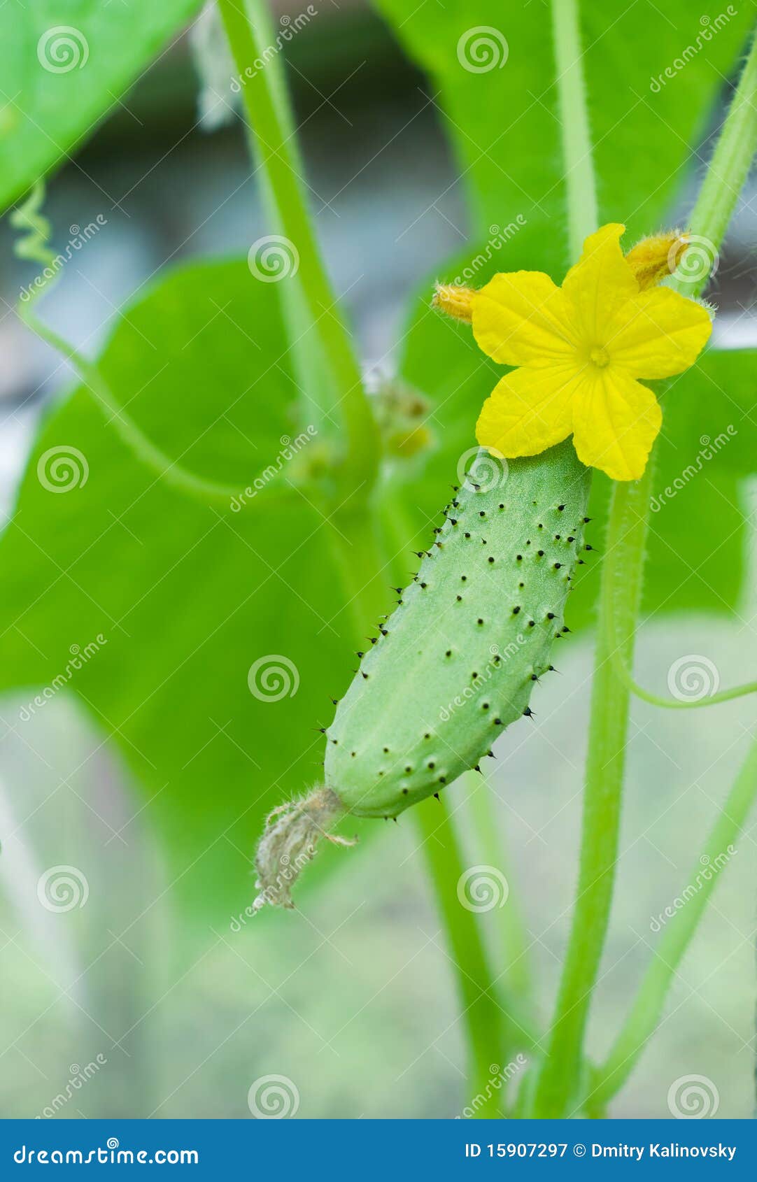 Green cucumber and bloom stock image. Image of vegetables - 15907297