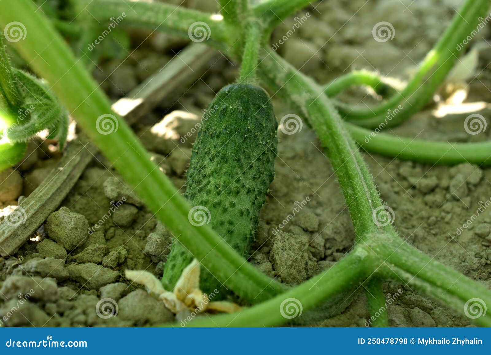 A Green Cucumber Born on a Stem. Stock Photo - Image of vegetable ...