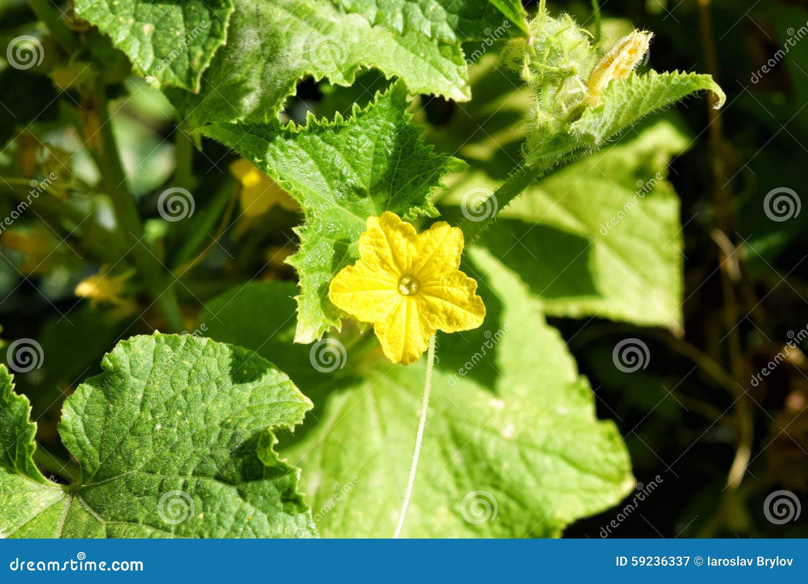 Green cucumber stock image. Image of runner, crop, cucumber - 59236337
