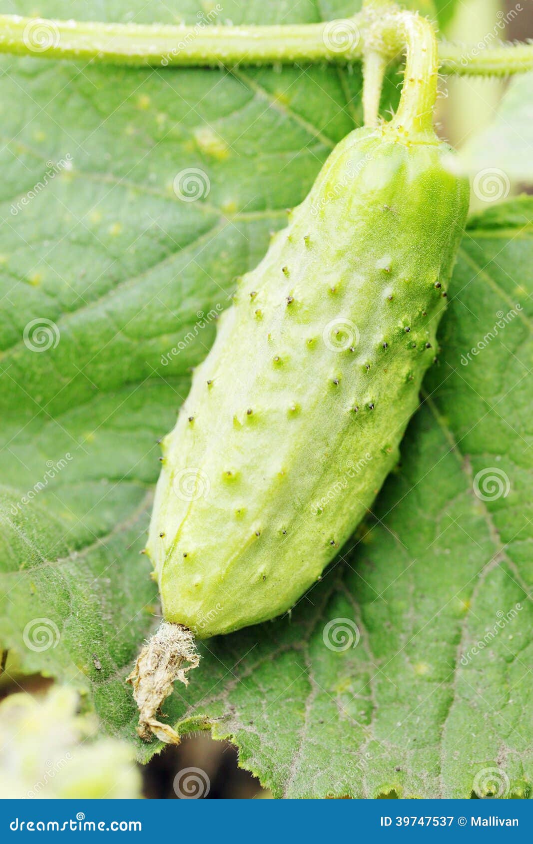 Green cucumber stock image. Image of leaf, food, freshness - 39747537