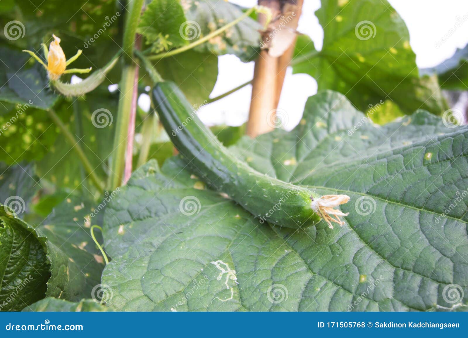 Green cucumber tree stock photo. Image of leaf, field - 171505768