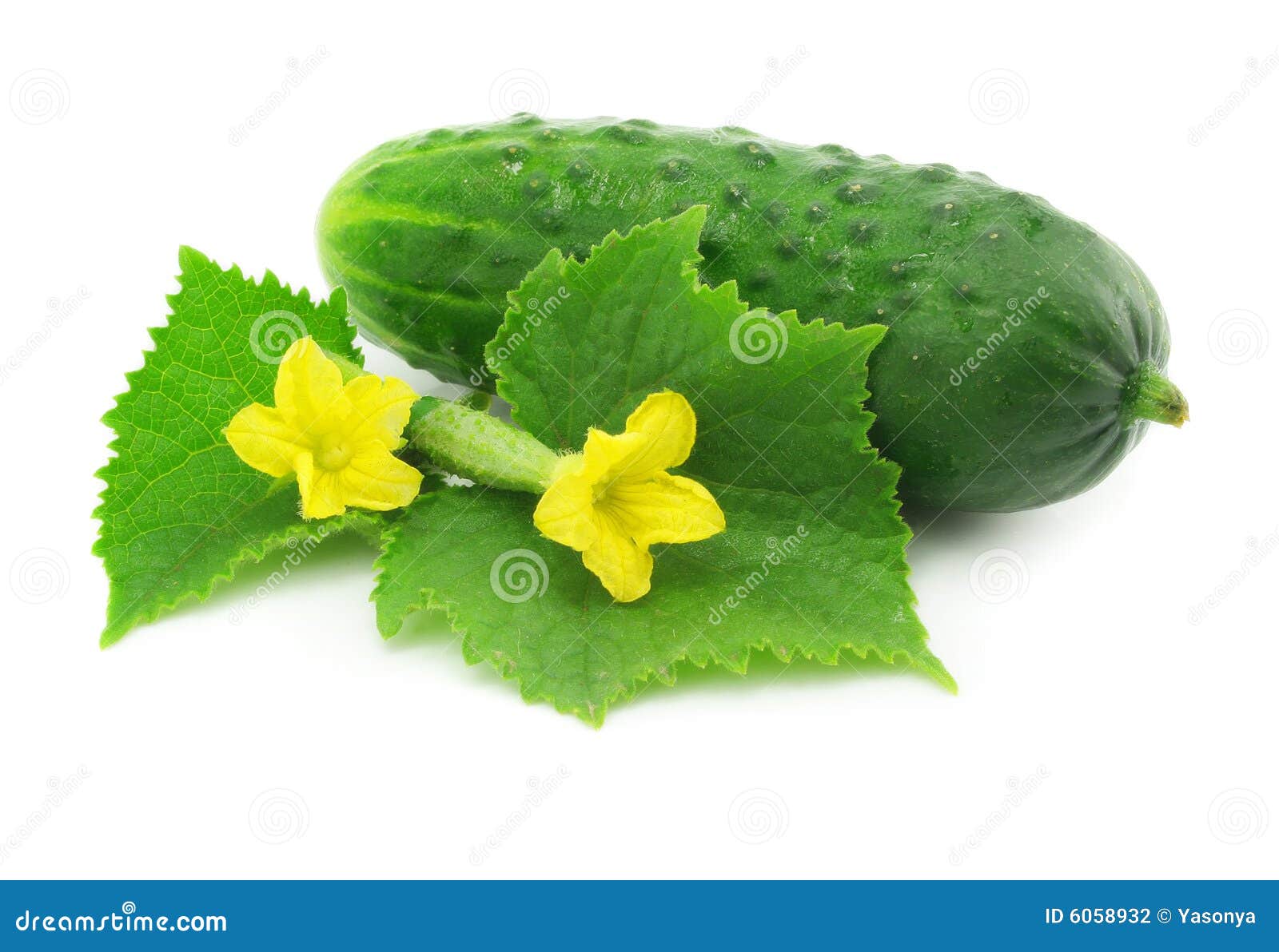 Green Cucumber Vegetable Fruit Isolated Stock Photo - Image of healthy ...