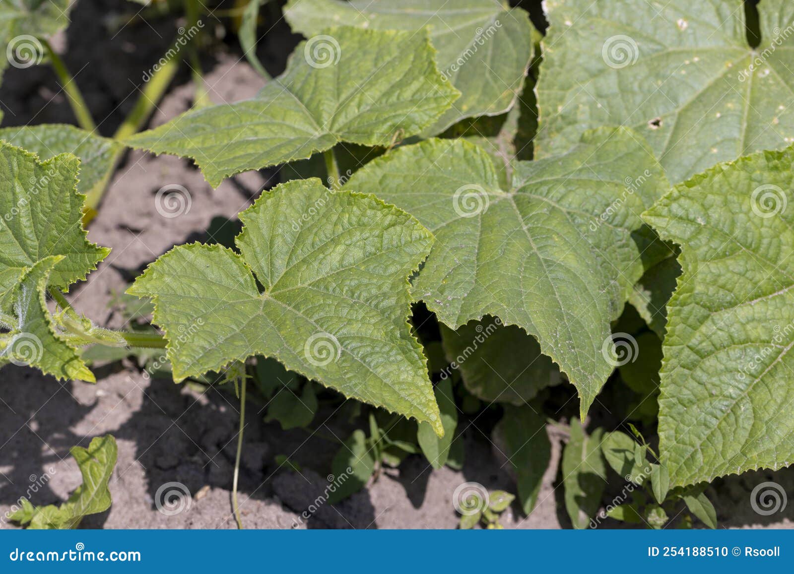 Green Cucumbers on a Flying Field Stock Photo - Image of food, color ...