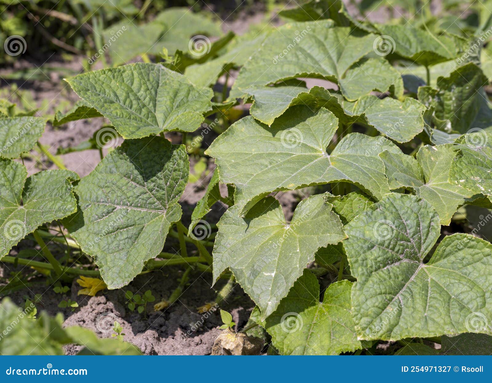 Green Cucumbers on a Flying Field Stock Image - Image of cucumber ...
