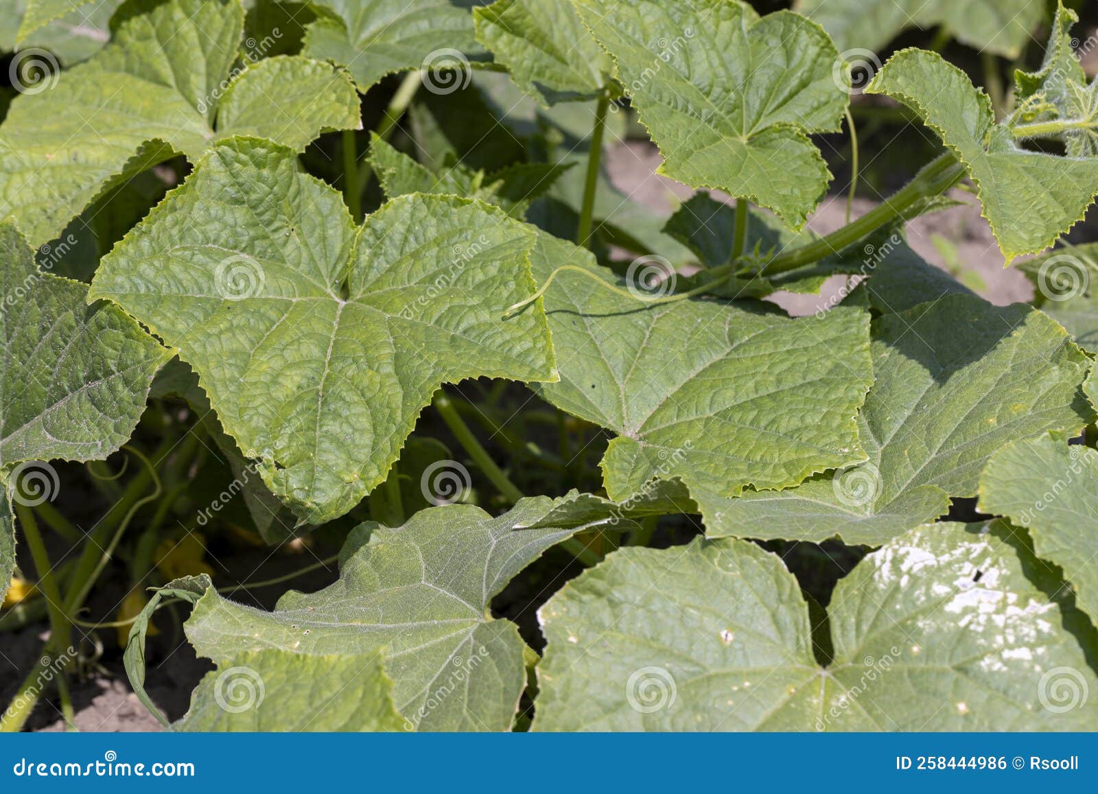 Green Cucumbers on a Flying Field Stock Photo - Image of flying ...