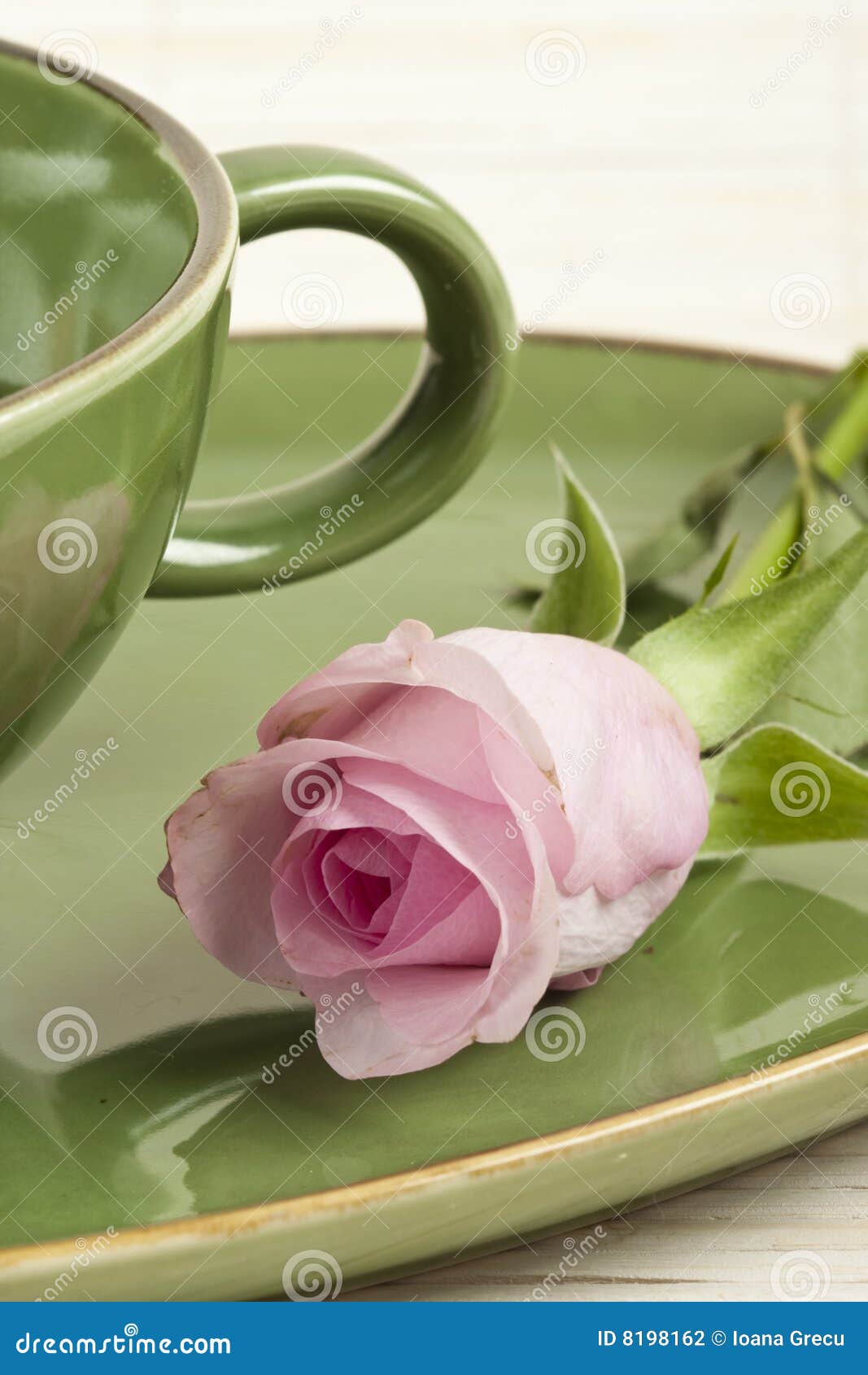 Green cup and rose stock photo. Image of petals, natural - 8198162