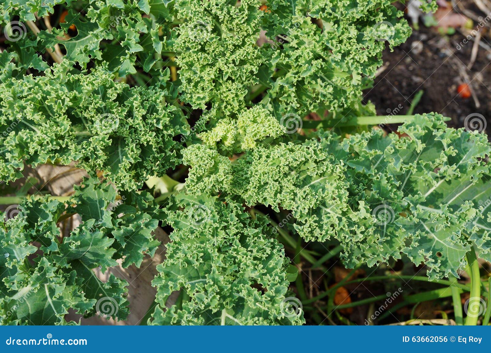 Green Curly Kale Growing in the Garden Stock Photo - Image of healthy ...