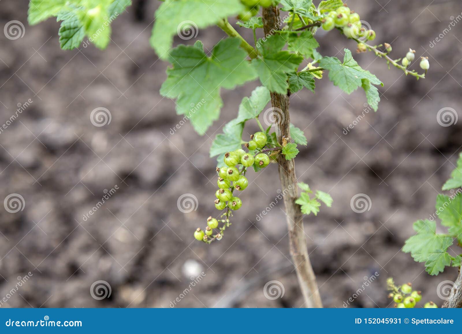 Green Currant Berries Ribes Rubrum Stock Image - Image of bunch, food ...