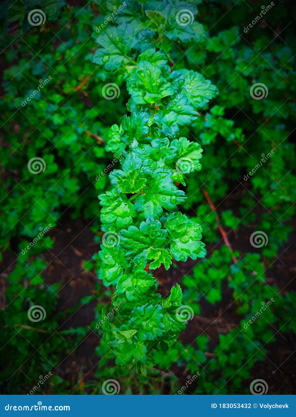 Green Currant Branch with Water Droplets Stock Photo - Image of water ...