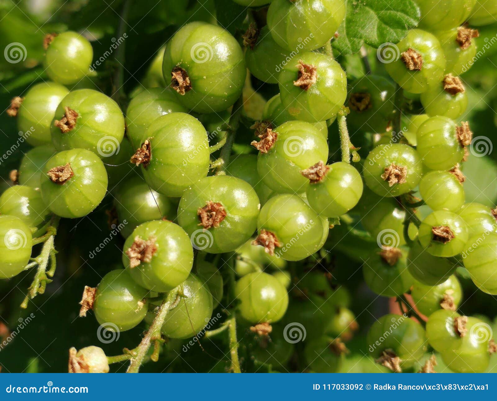 Green Currant stock photo. Image of fruit, currant, garden - 117033092