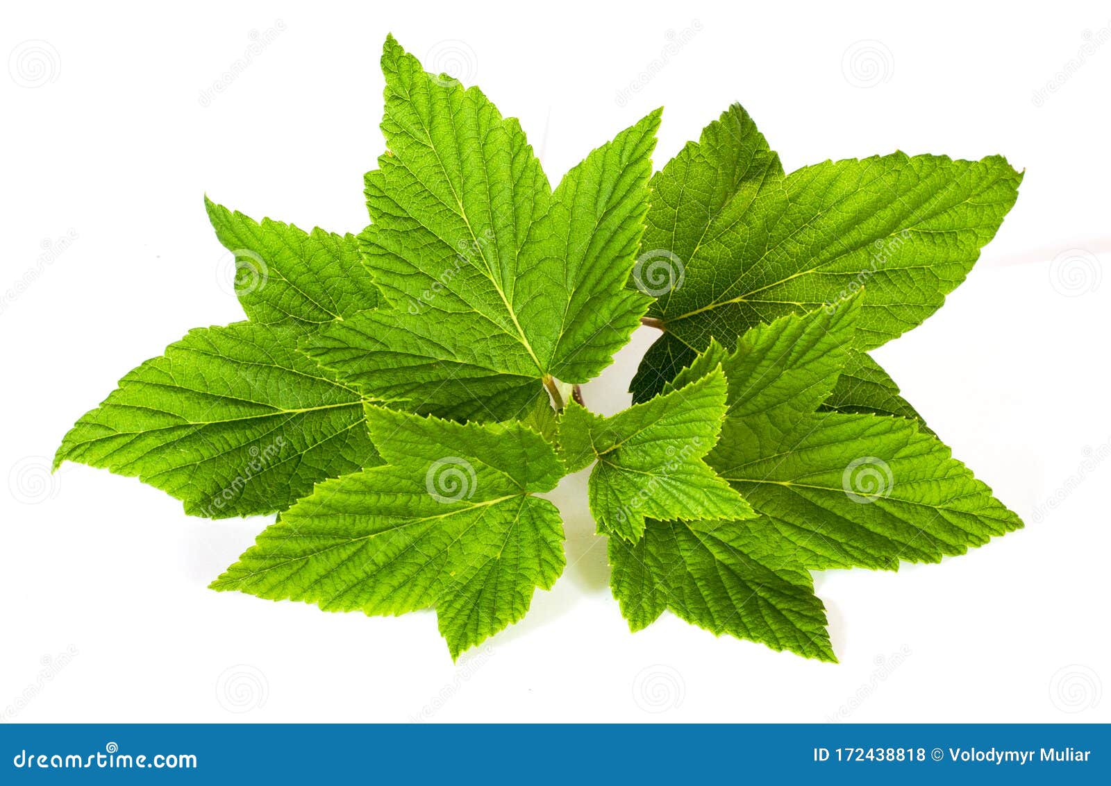 Green Currant Leaves on White Isolated Background_ Stock Photo - Image ...