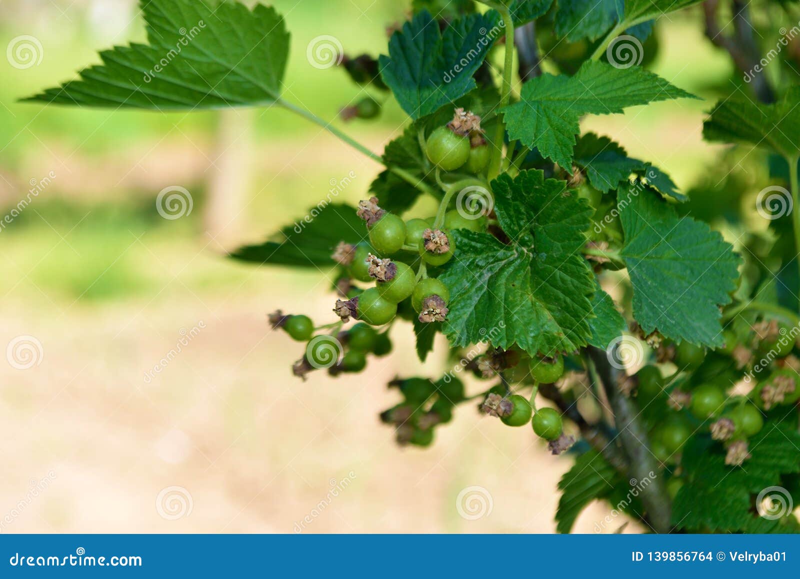 Green currant plant stock photo. Image of medicine, berry - 139856764