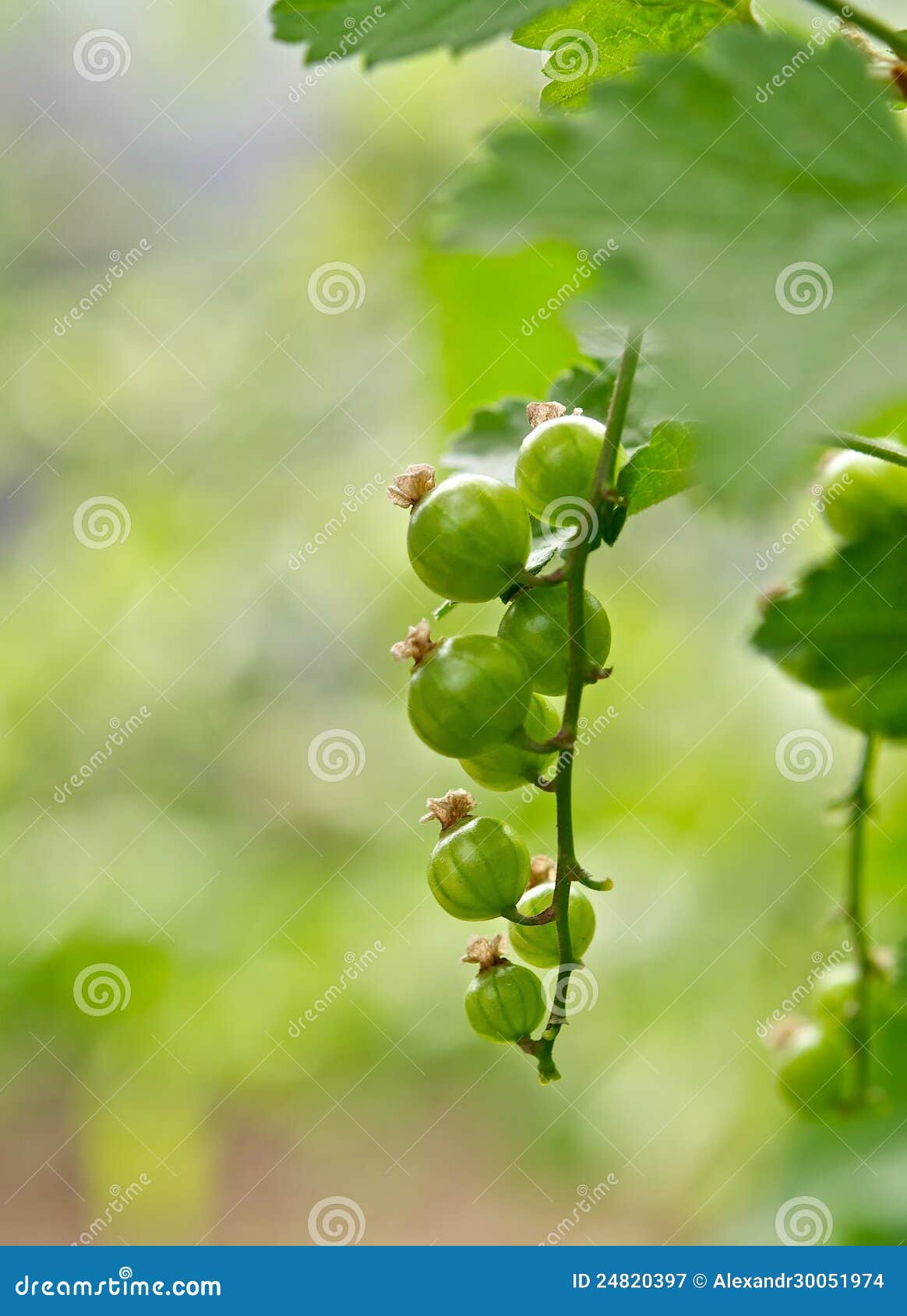 Green currants stock image. Image of cultivation, spring - 24820397