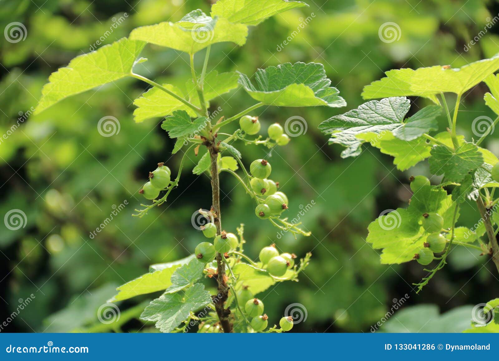 Green Currants in the Sunlight Stock Photo - Image of harvest, isolated ...