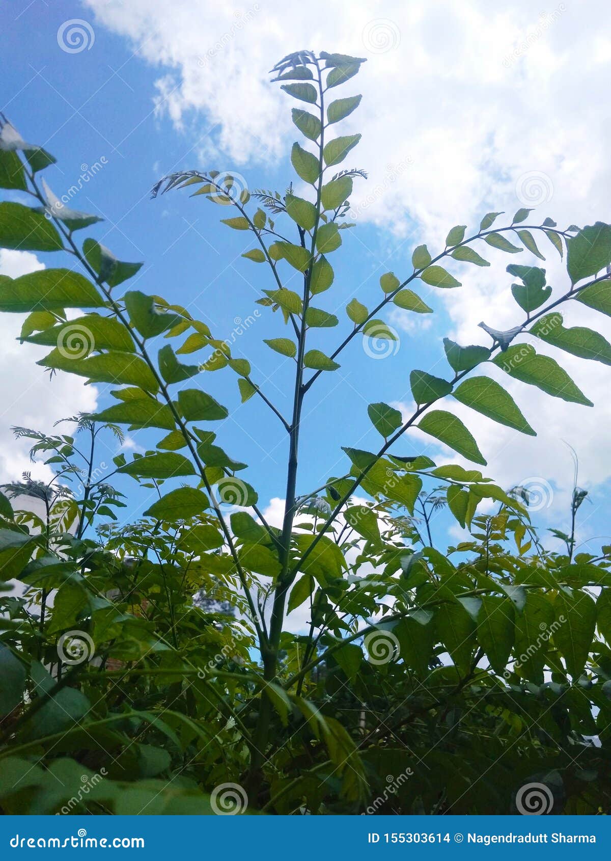 The Green Curry Leaf Tree in the Background of Clouds and Blue Sky ...