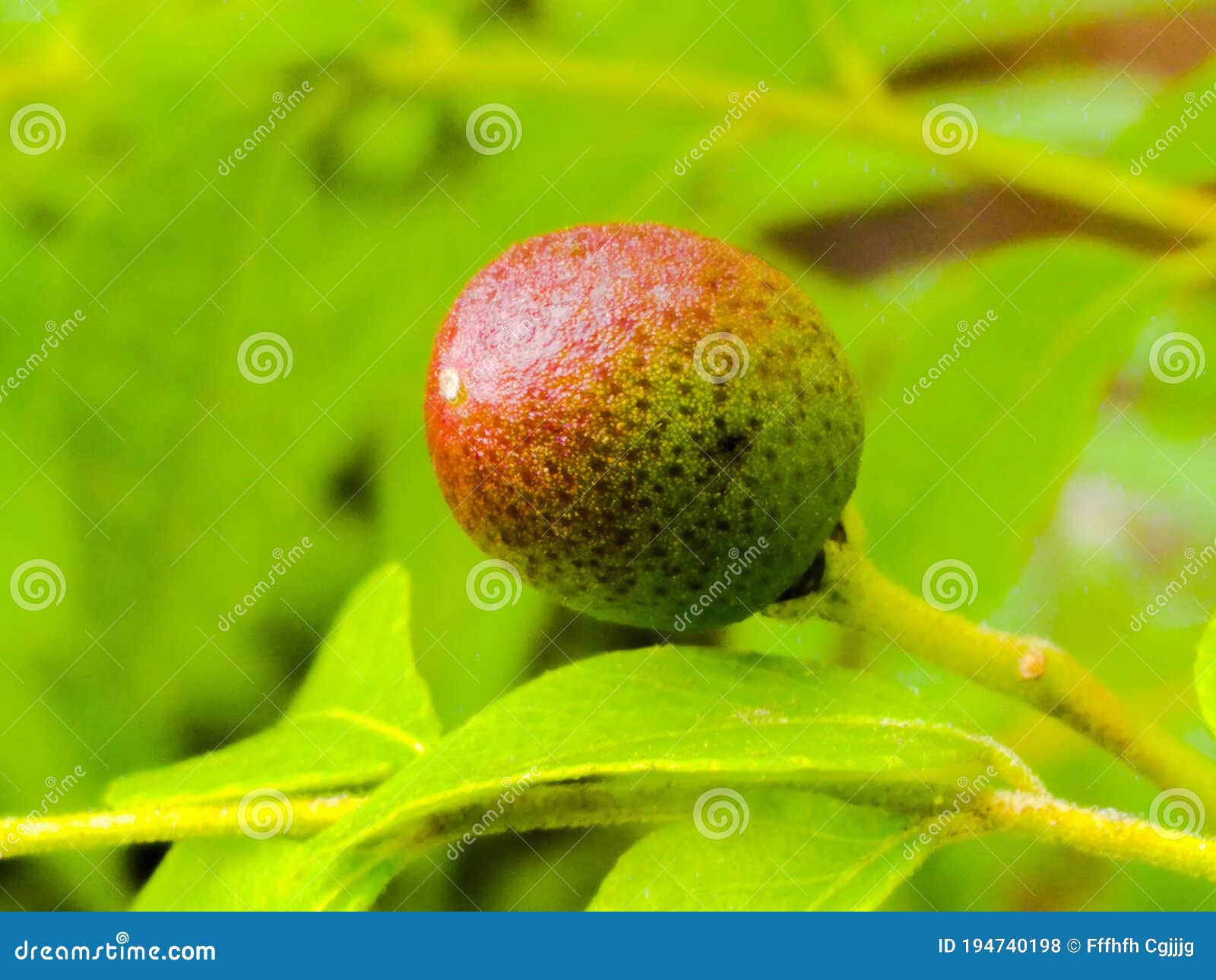 Green Curry Leaves Plant Fruit Stock Photo - Image of curry, green ...