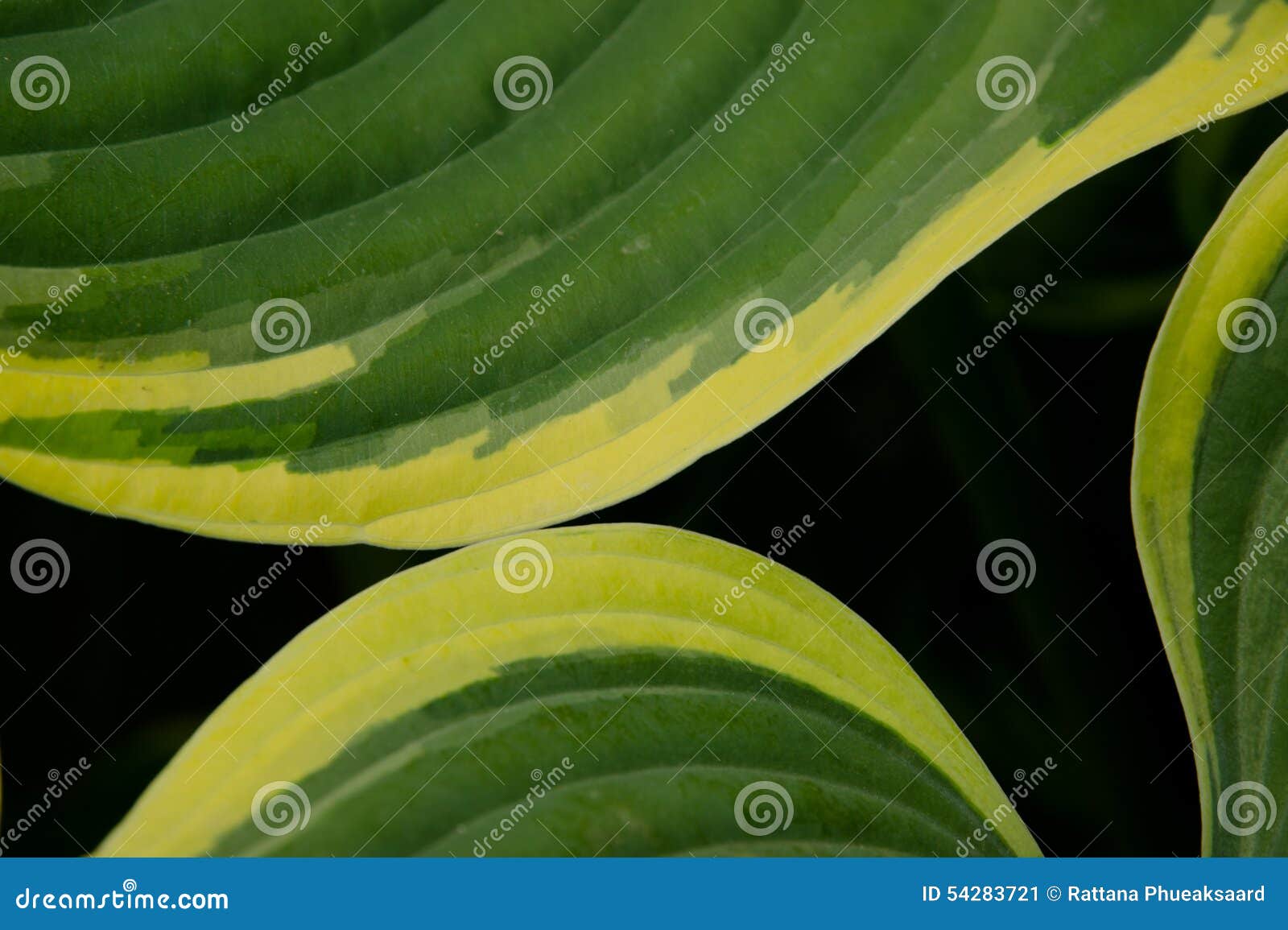 Green curve of leaves stock image. Image of green, texture - 54283721