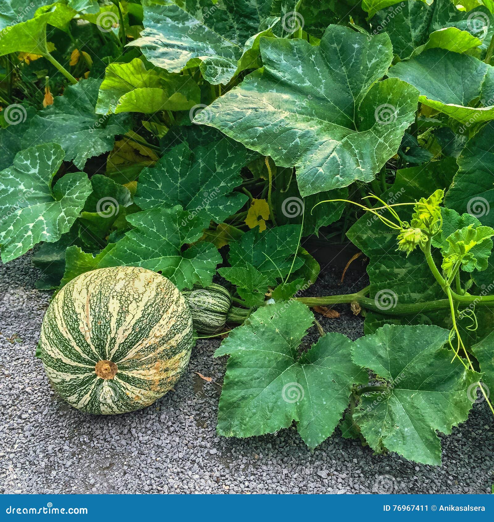 Green Cushaw Squash in Autumn Garden Stock Image - Image of leaves ...