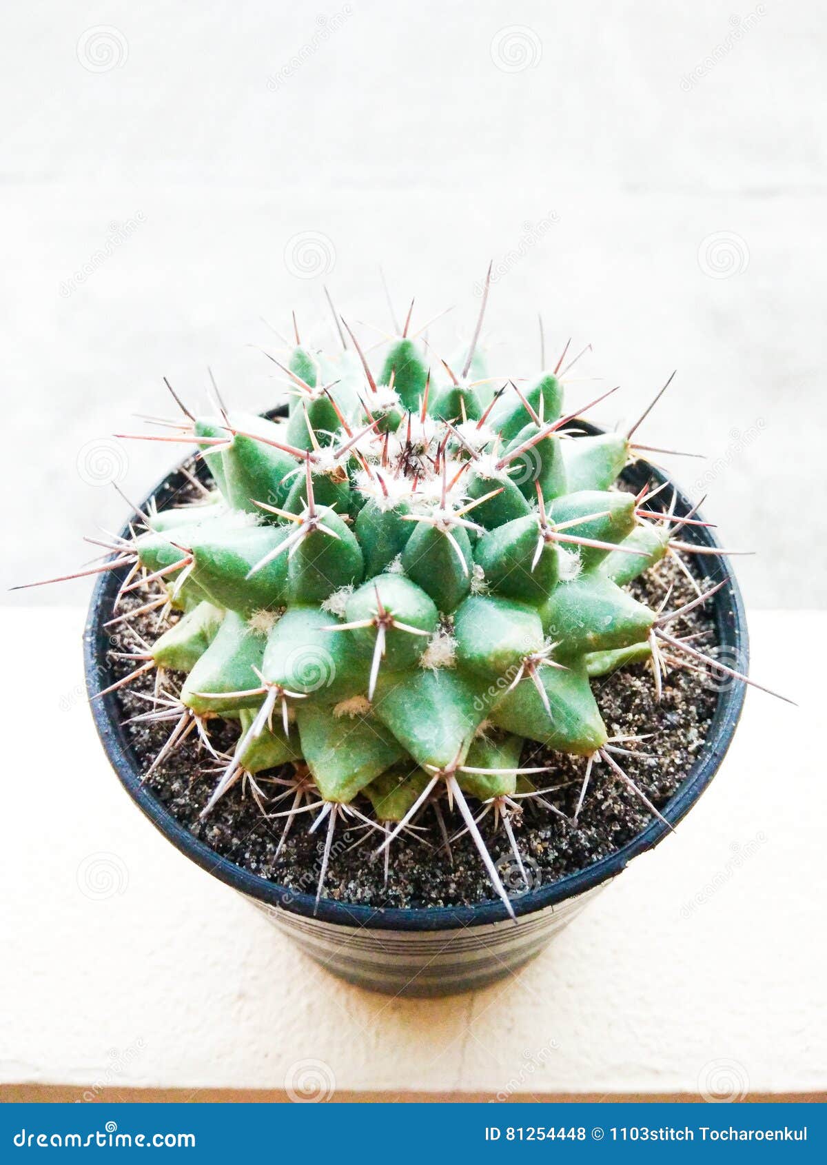 Green Custus plant stock photo. Image of plant, light - 81254448