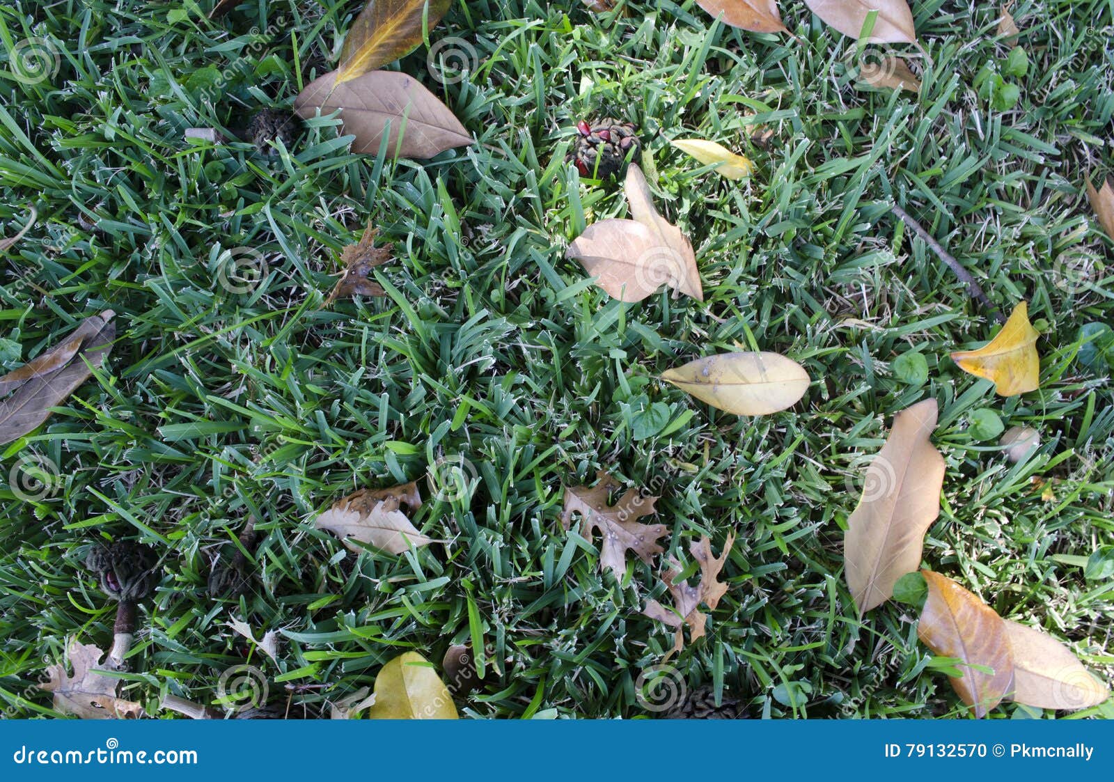 Green Cut Grass Backgroung with Leaves Stock Photo - Image of growth ...