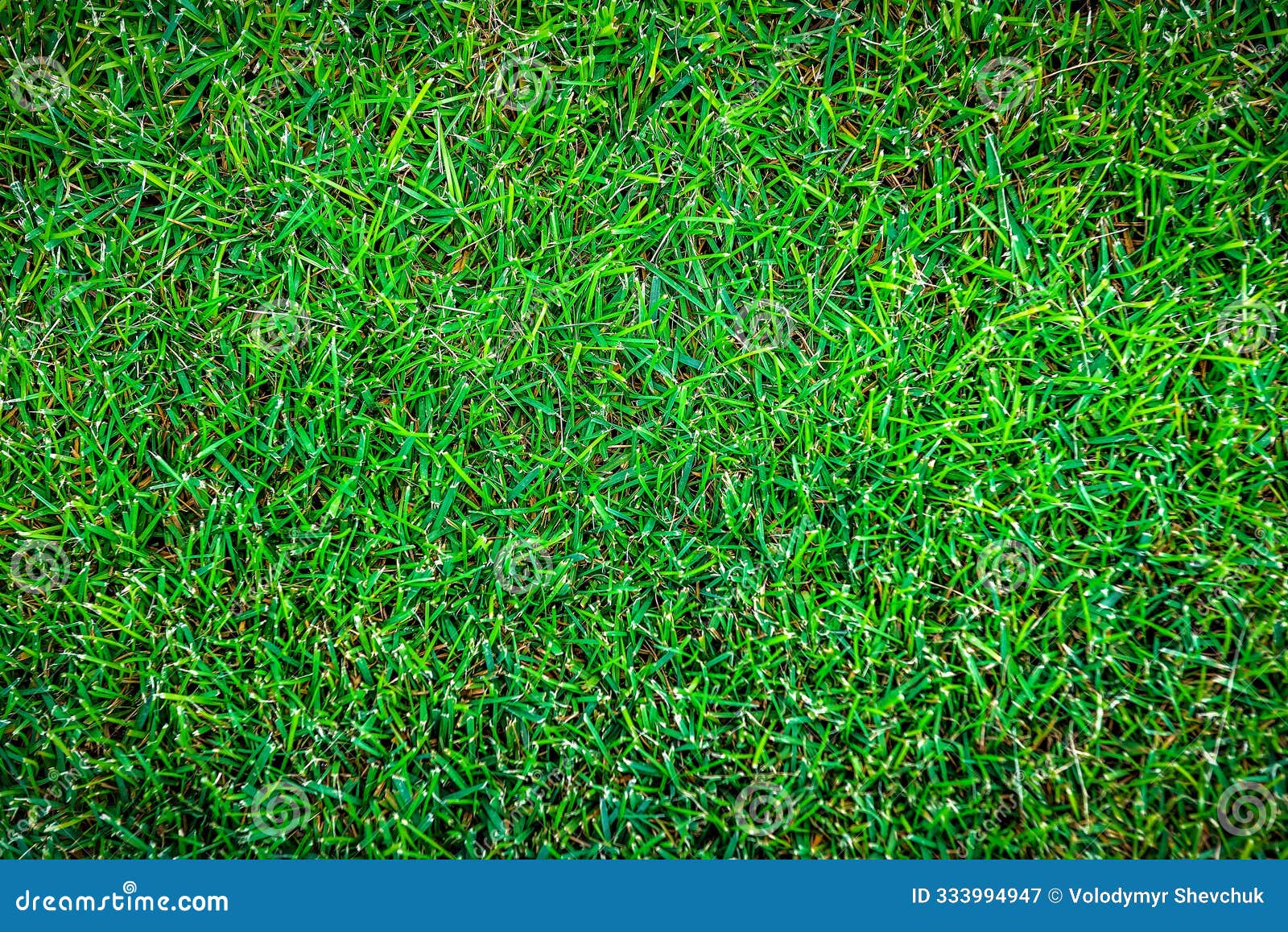 Green cut grass texture stock image. Image of cutting - 333994947